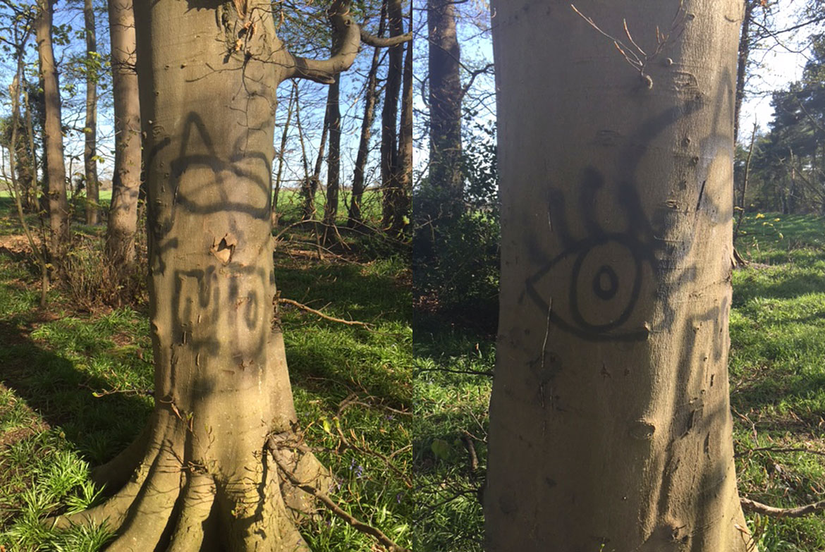 Pictured: ‘Mindless vandalism’ of York trees | YorkMix | YorkMix