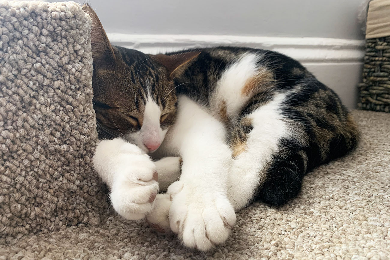 Video: Inside York’s first cat café | YorkMix | YorkMix