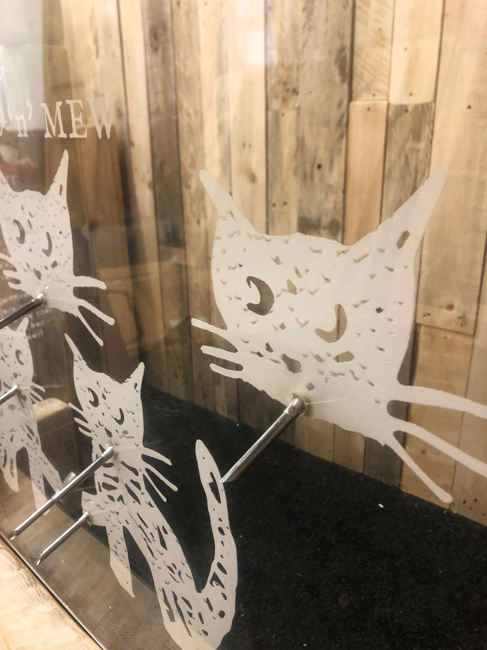 Watch: How one York shop is staying safe – thanks to five cats and the ...