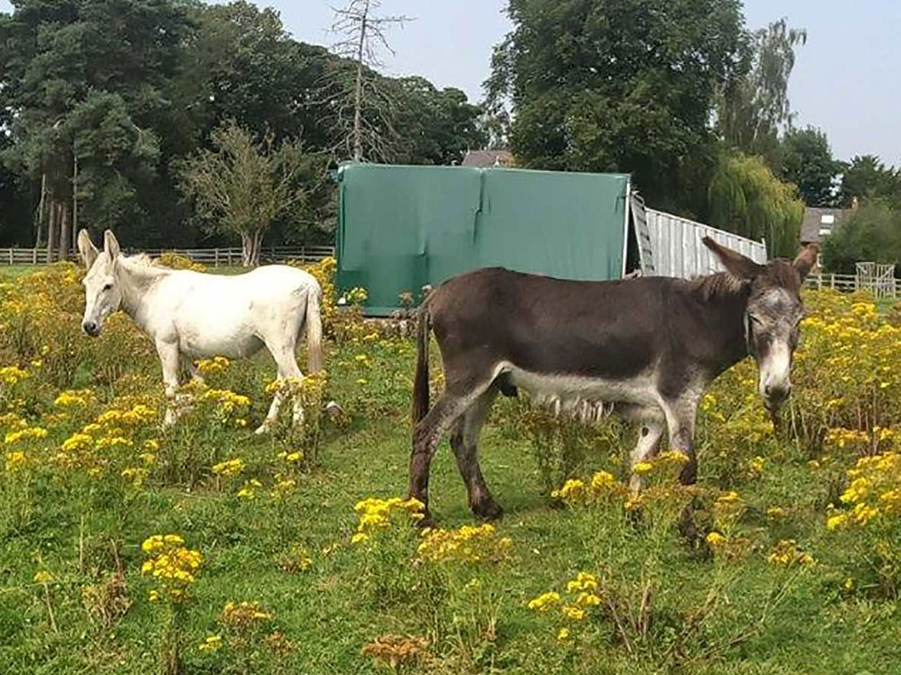 Rescued: Lice-infested donkeys found in ‘shocking conditions’ in a York ...