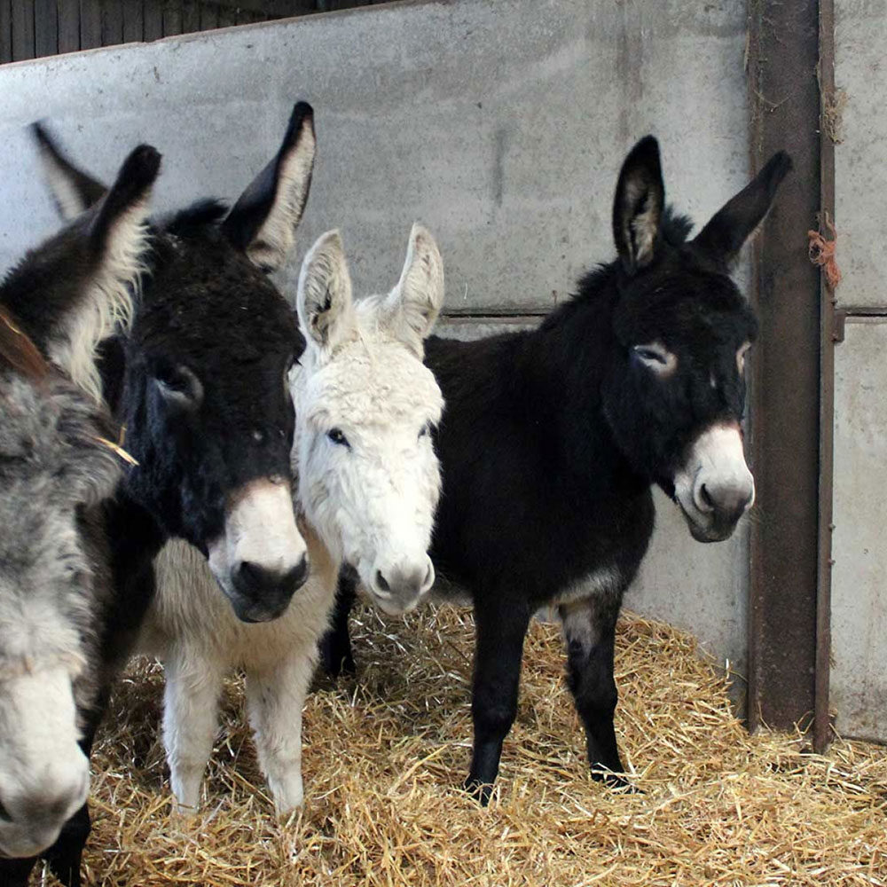 Rescued: Lice-infested donkeys found in ‘shocking conditions’ in a York ...
