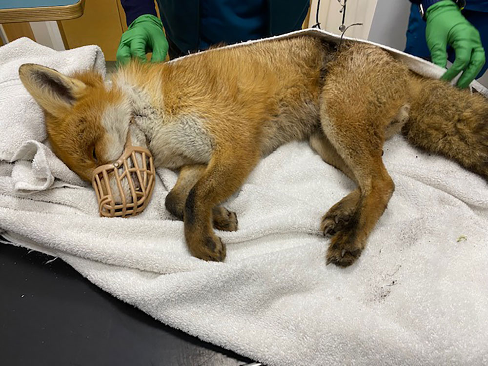 Fox suffers ‘horrific injuries’ after illegal snare set in York suburb ...