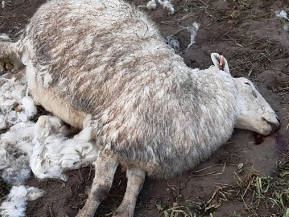 Sheep savaged to death in York – Police launch enquiry | YorkMix | YorkMix