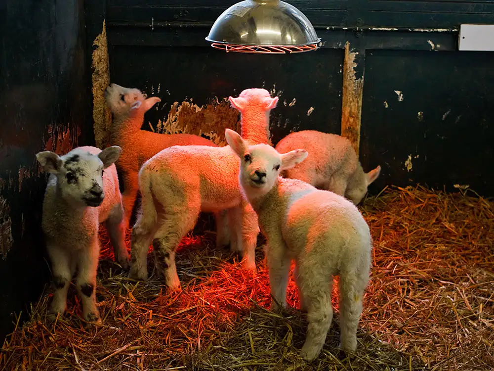 ‘We are absolutely devastated’: Ten lambs die in fire at popular York ...