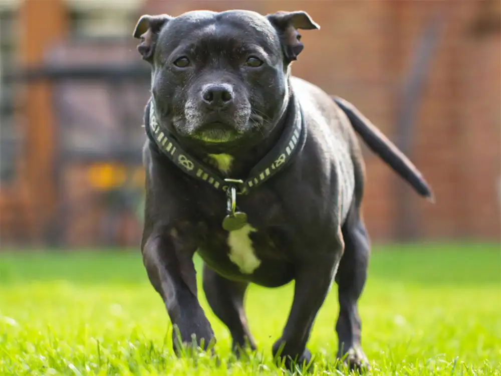 York man sentenced after bull terrier attacked and seriously injured ...