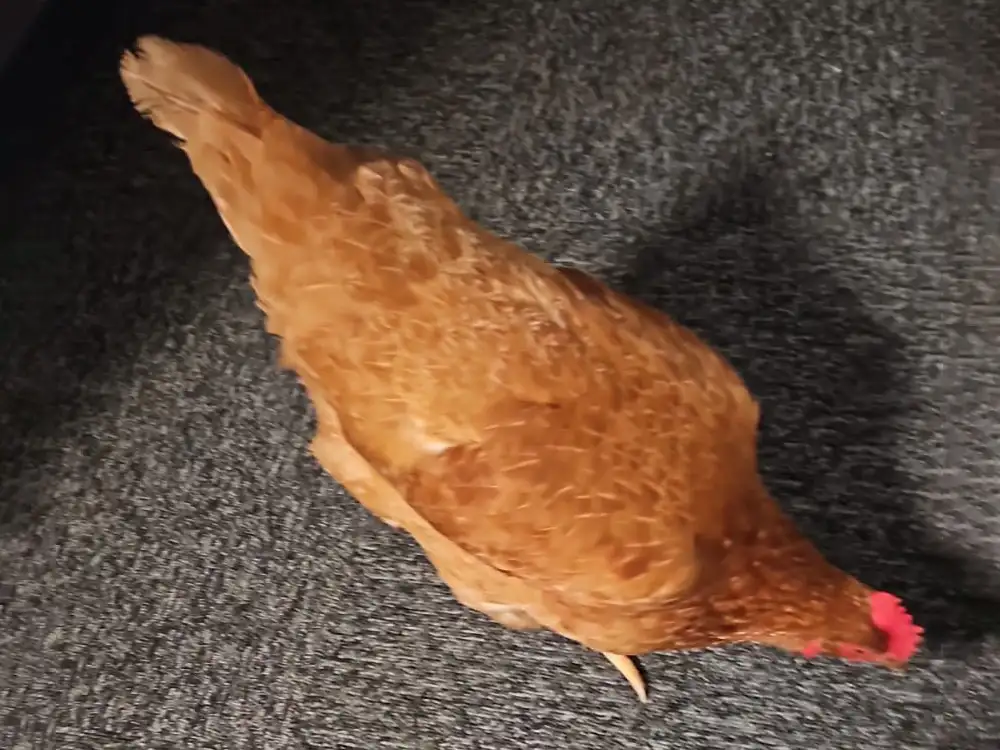 Updated: Egg-borough police crack the case of the missing chicken ...