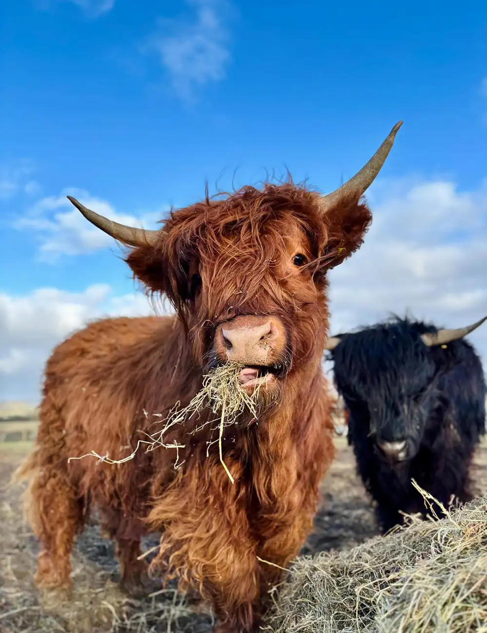 Star in our special video series the Animal Academy at Monk Park Farm ...